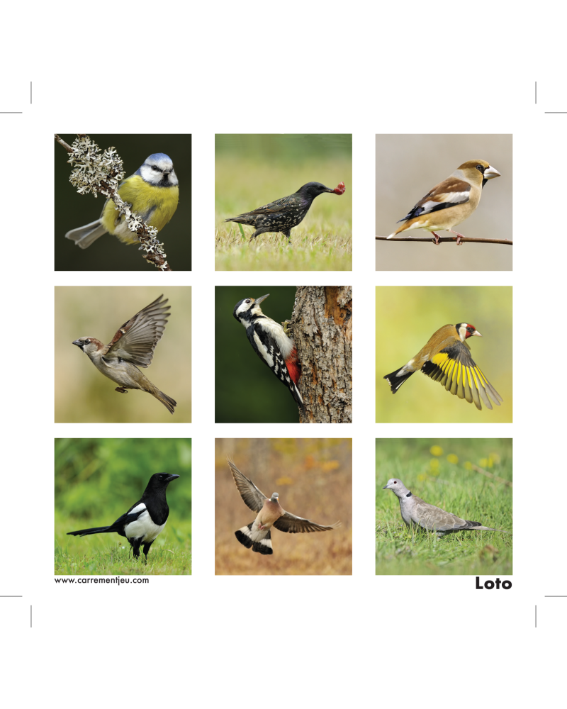 MEMOLO OISEAUX DES JARDINS-On achète Français